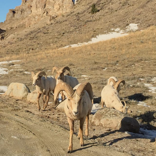 Private Sunset Safari of Grand Teton National Park - Final Thoughts