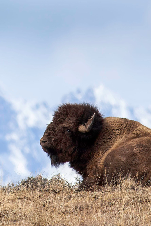 Private Sunset Safari of Grand Teton National Park - FAQs