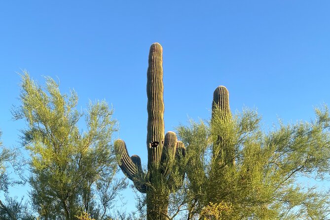 Private Sunset Walking Tour -Sonoran Desert Botanical Gardens 2h - Discovering the Sonoran Desert with Walk The Desert