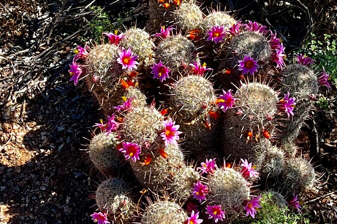 Private Sunset Walking Tour -Sonoran Desert Botanical Gardens 2h - Frequently Asked Questions