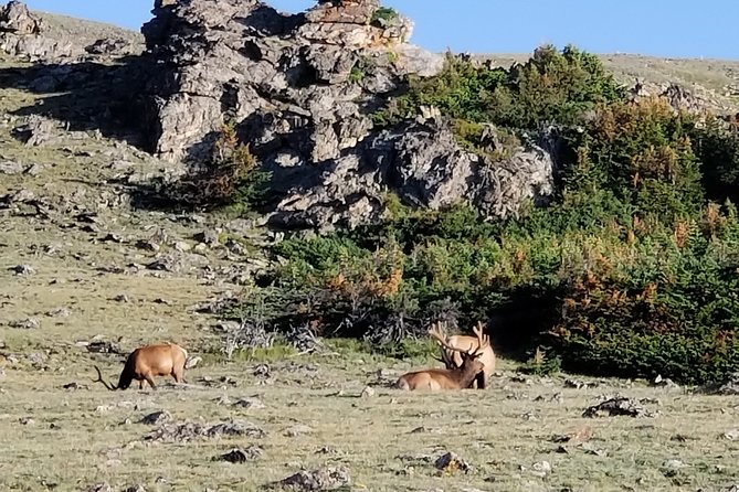 Private Three Hour Afternoon Custom Tour of Rocky Mountain National Park - Exploring Rocky Mountain National Park with a Private 3-Hour Tour: What You Need to Know