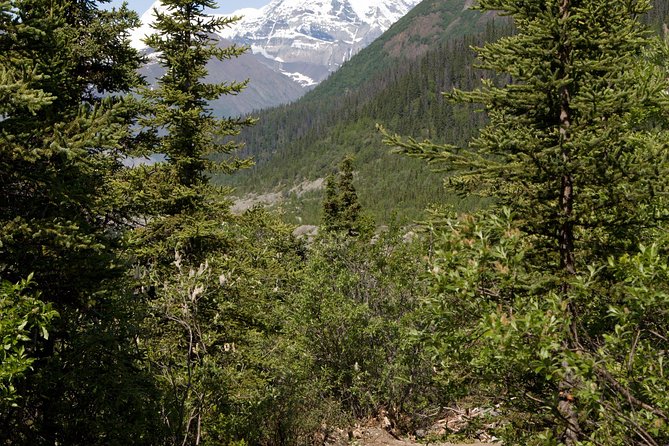 Private Tour: Chugach State Park Hiking Tour from Anchorage - A Deep Dive into the Chugach State Park Hiking Experience