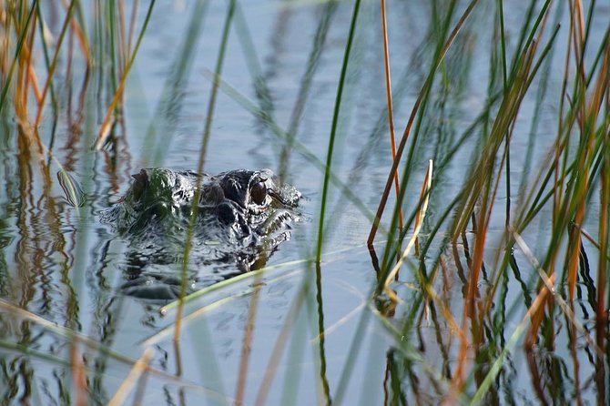 Private Tour: Florida Everglades Airboat Ride and Wildlife Adventure - Setting the Scene: What to Expect from the Tour
