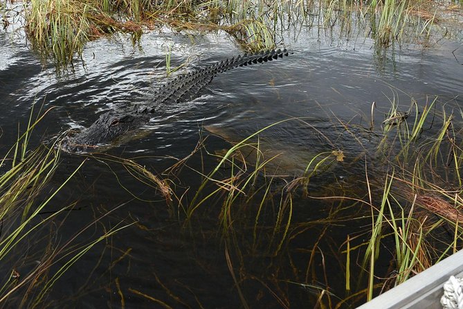 Private Tour: Florida Everglades Airboat Ride and Wildlife Adventure - Practical Details and Value