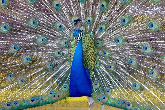 Private Tour: Florida Everglades Airboat Ride and Wildlife Adventure - Why This Tour Might Be Perfect for You
