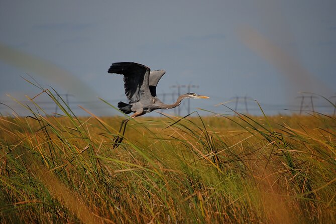 Private Tour: Florida Everglades Airboat Ride and Wildlife Adventure - Who Should Consider This Tour?