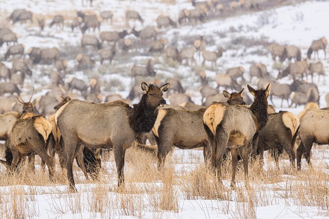 Private Tour Grand Teton National Park - What’s the Value?