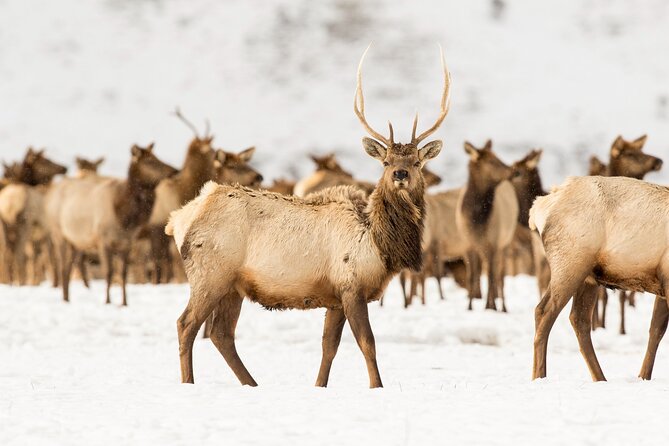 Private Tour Grand Teton National Park - FAQ