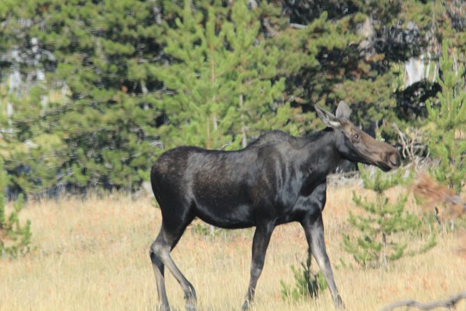 Private Tour in Grand Teton National Park and Yellowstone Lower Loop - The Value Proposition