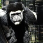 Private Tour of Sonoma Wild Safari Animal Park and Sonoma Redwoods - Practical Details and What to Expect