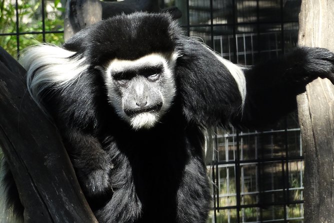 Private Tour of Sonoma Wild Safari Animal Park and Sonoma Redwoods - Practical Details and What to Expect