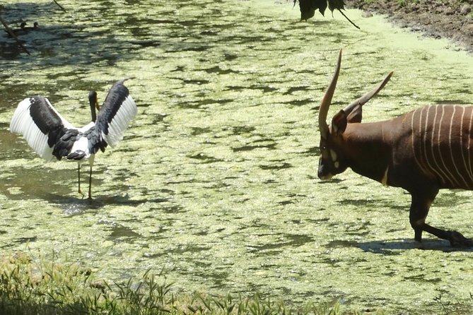 Private Tour of Sonoma Wild Safari Animal Park and Sonoma Redwoods - FAQ
