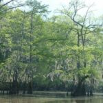 Private Tour of the Honey Island Swamp - Is It Worth the Price?