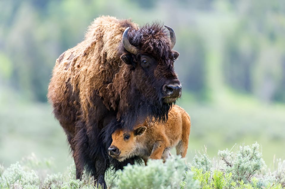 Private Tour of Yellowstone National Park - Discovering Yellowstone: An In-Depth Look at the Private Tour