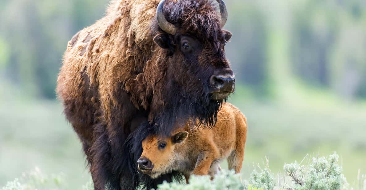 Private Tour of Yellowstone National Park - Why This Tour Is Worth It