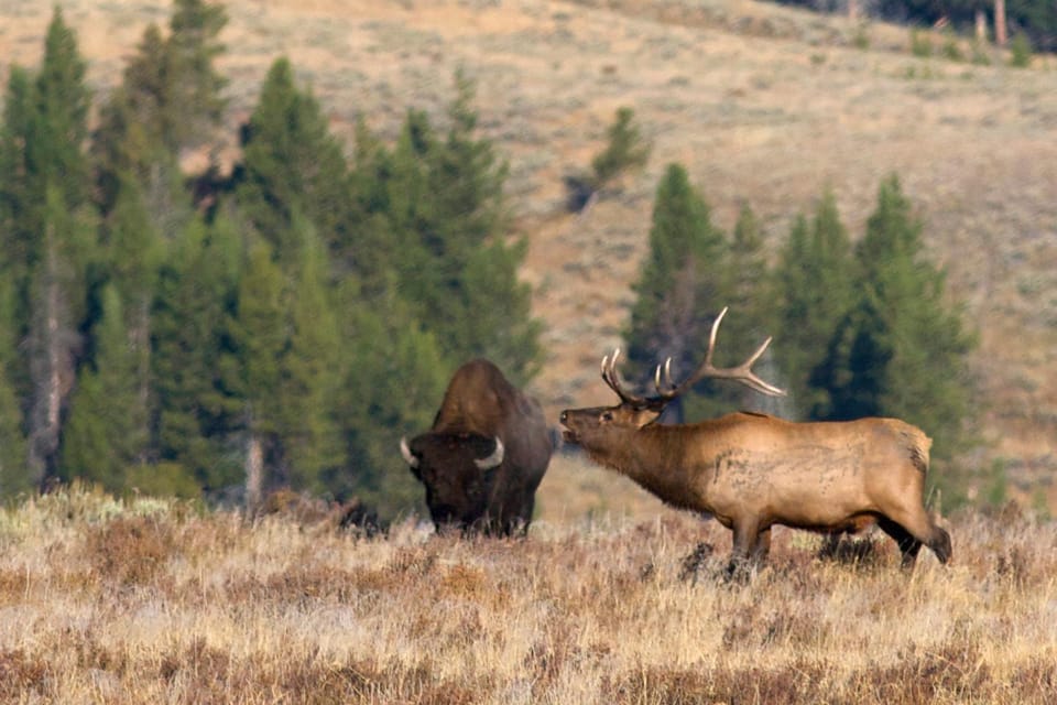 Private Tour of Yellowstone National Park - Frequently Asked Questions