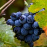Private transfer from SFO to Calistoga - What to Expect During the Transfer