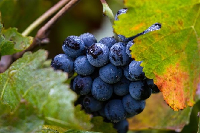 Private transfer from SFO to Napa - Why This Transfer Is Worth Considering