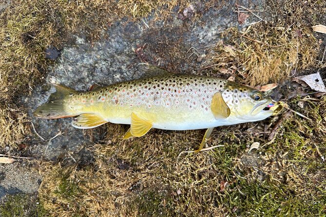 Private Trout Fishing Excursion in Virginia - What Makes This Experience Stand Out