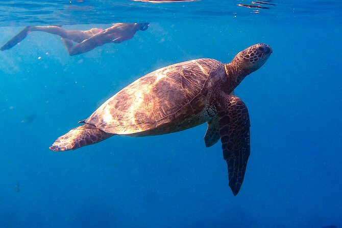 Private Turtle Snorkel & Cruise Waikiki - Introduction: Why This Tour Stands Out