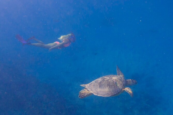 Private Turtle Snorkel & Cruise Waikiki - The Sum Up: Is It Worth It?