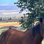 Private Upcountry Farm Tour on Maui - Why This Tour Works for You