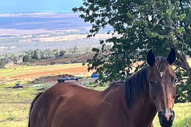 Private Upcountry Farm Tour on Maui - Why This Tour Works for You