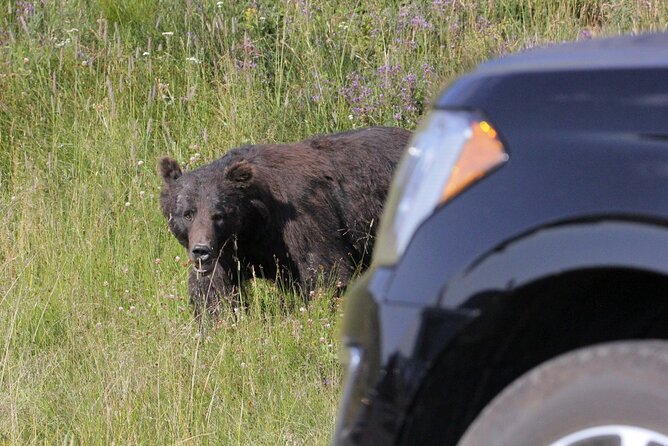 Private Upper Loop Grand Teton, Lower Loop Scenic & Wildlife 3 Day Tours - Key Points