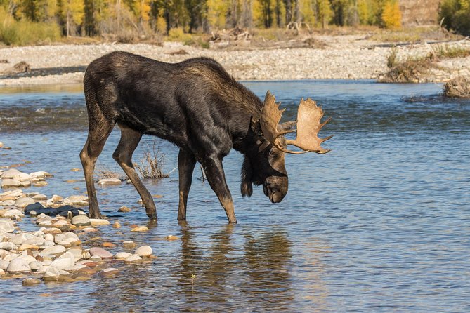 Private Upper Loop Tour of Yellowstone National Park - FAQ