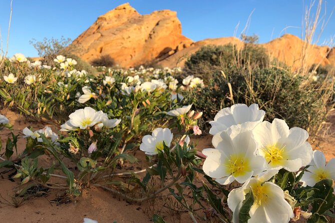 Private Valley of Fire Hiking and Sightseeing Adventure - Final Thoughts