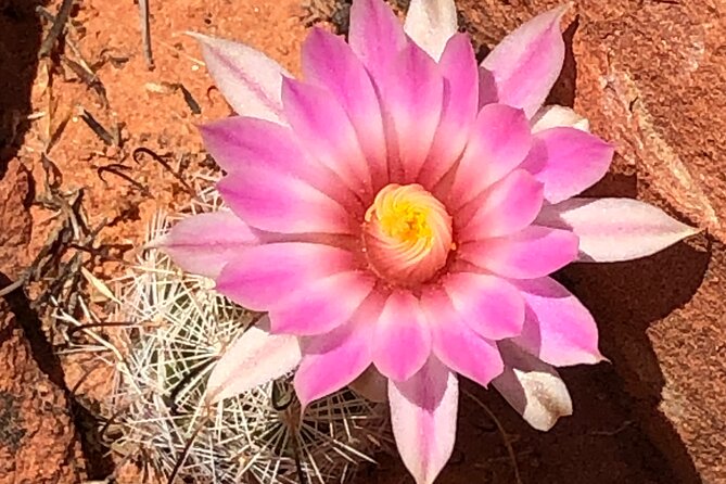Private Valley of Fire Hiking and Sightseeing Adventure - FAQ