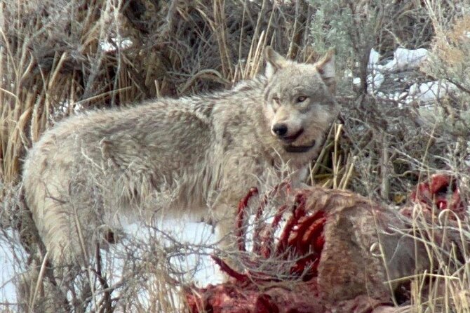 Private/VIP Wildlife Winter Safari of Yellowstone - An Introduction to the Experience