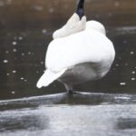 Private/VIP Wildlife Winter Safari of Yellowstone - What’s Included and What to Keep in Mind