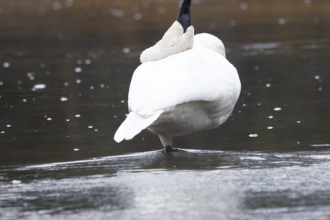 Private/VIP Wildlife Winter Safari of Yellowstone - What’s Included and What to Keep in Mind