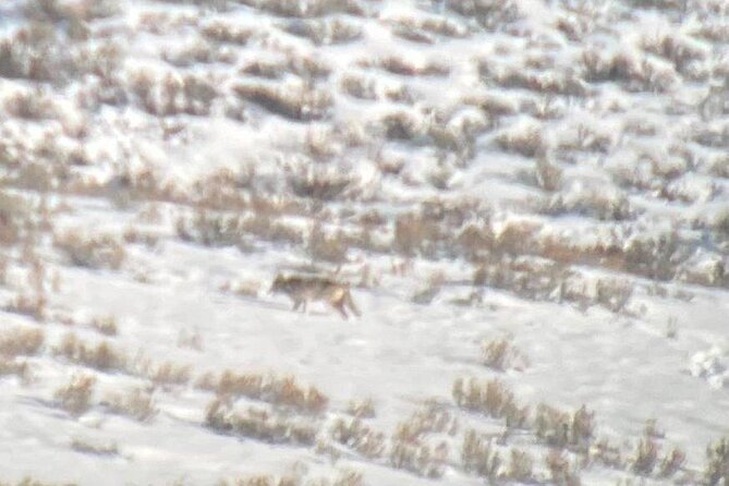 Private/VIP Wildlife Winter Safari of Yellowstone - Authentic Experiences and Tips