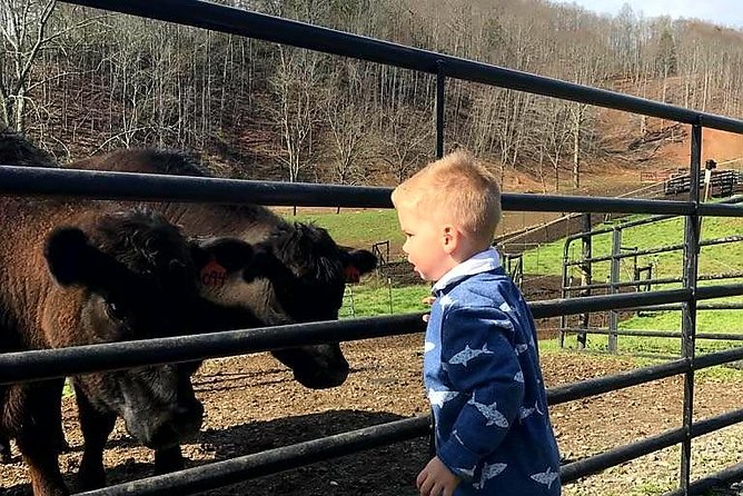 Private Walking Tour of a Real Working Cattle Ranch - Pricing & Value  