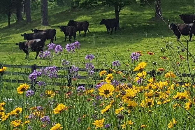 Private Walking Tour of a Real Working Cattle Ranch - The Sum Up: Who Should Consider This Experience?  