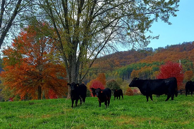 Private Walking Tour of a Real Working Cattle Ranch - FAQ  