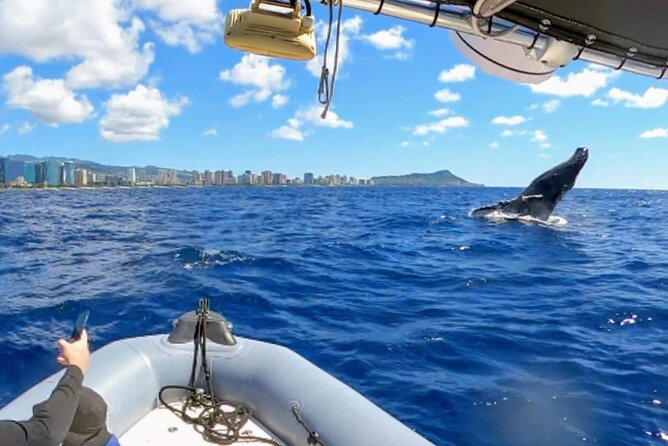 Private Whale Watching Adventure - The Experience in Detail