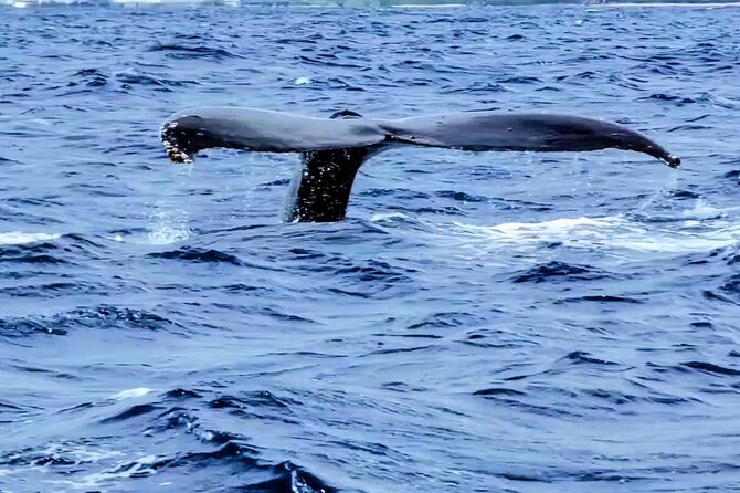 Private Whale Watching Adventure - What Sets This Tour Apart?