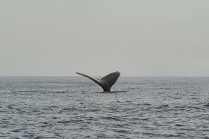 Private Whale Watching Adventure - The Sum Up