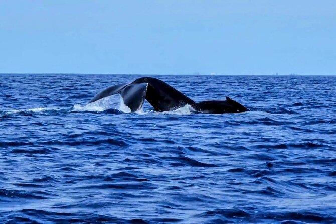 Private Whale Watching Adventure - FAQ