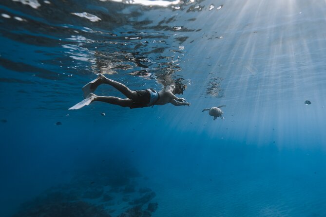 Private Whale Watching and Coastal Swimming Tour Honolulu - Who Will Love This Tour?