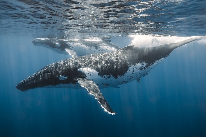 Private Whale Watching and Coastal Swimming Tour Honolulu - Final Thoughts