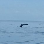 Private Whale Watching and Dolphin Excursion - What to Expect on the Itinerary