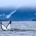Private Whale Watching and Marine Wildlife Tour - Key Points