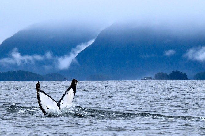 Private Whale Watching and Marine Wildlife Tour - Key Points