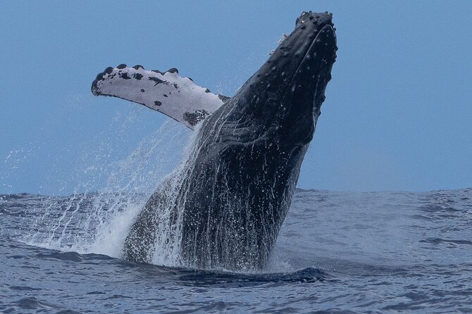 Private Whale Watching Safari from North Shore Oahu - An In-Depth Look at the Tour