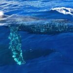 Private Whale Watching Safari from North Shore Oahu - Who Is This Tour Best For?