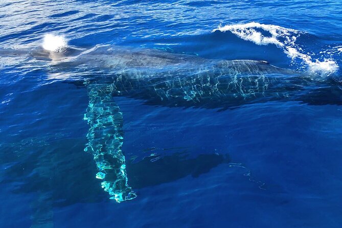 Private Whale Watching Safari from North Shore Oahu - Who Is This Tour Best For?